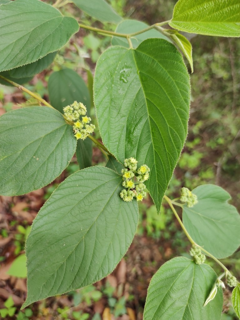 Colubrina greggii - PictureThis