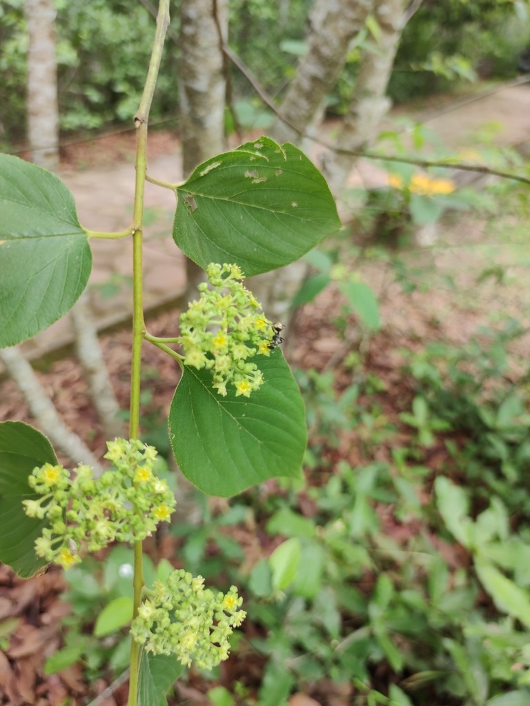 Colubrina greggii - PictureThis