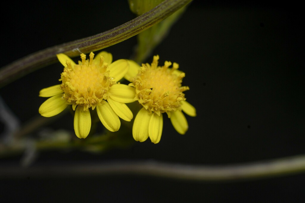 Senecio linearifolius - PictureThis