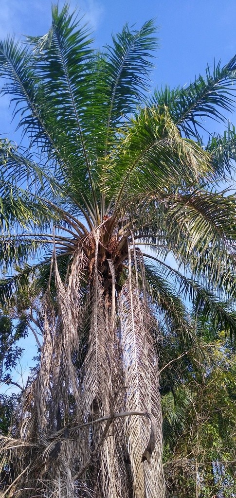 African Oil Palm Tree