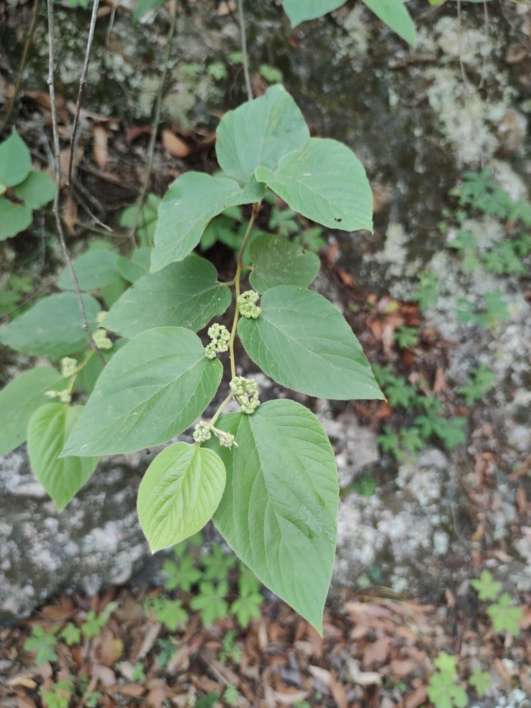 Colubrina greggii - PictureThis