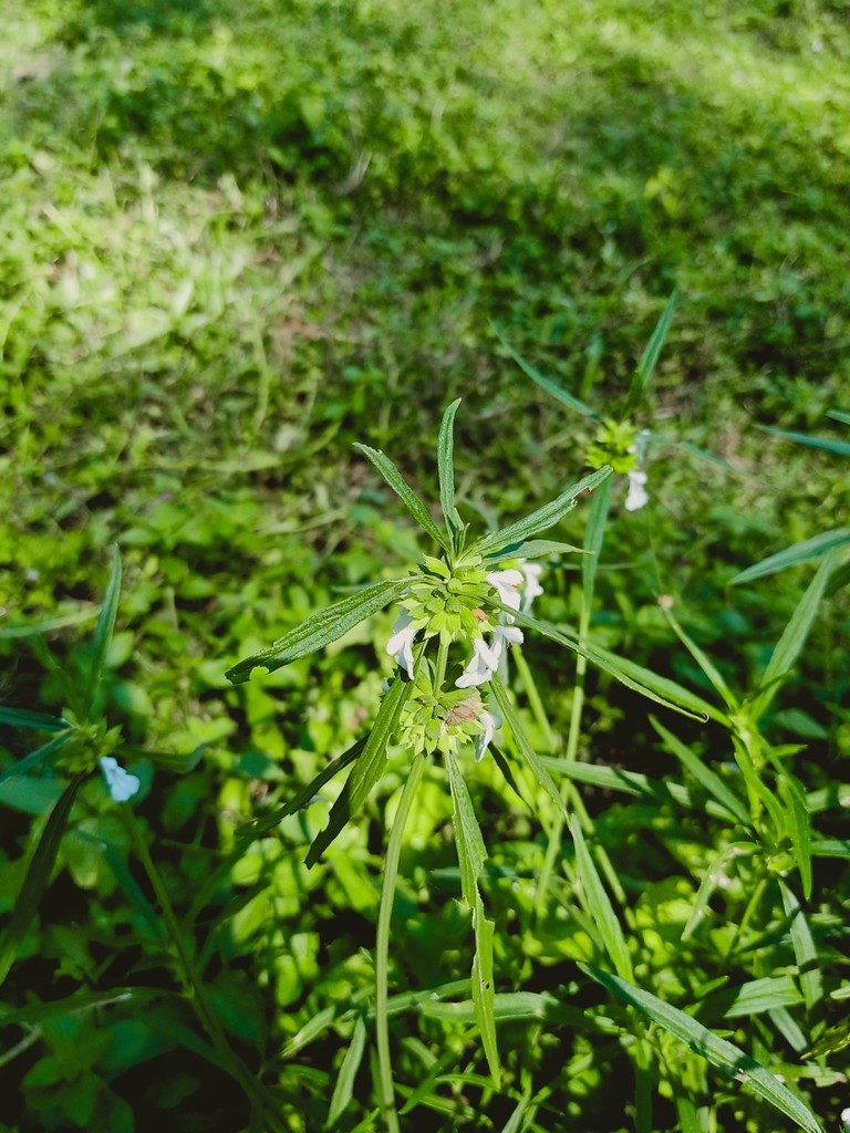 Thumbai (Leucas aspera) Flower, Leaf, Care, Uses - PictureThis
