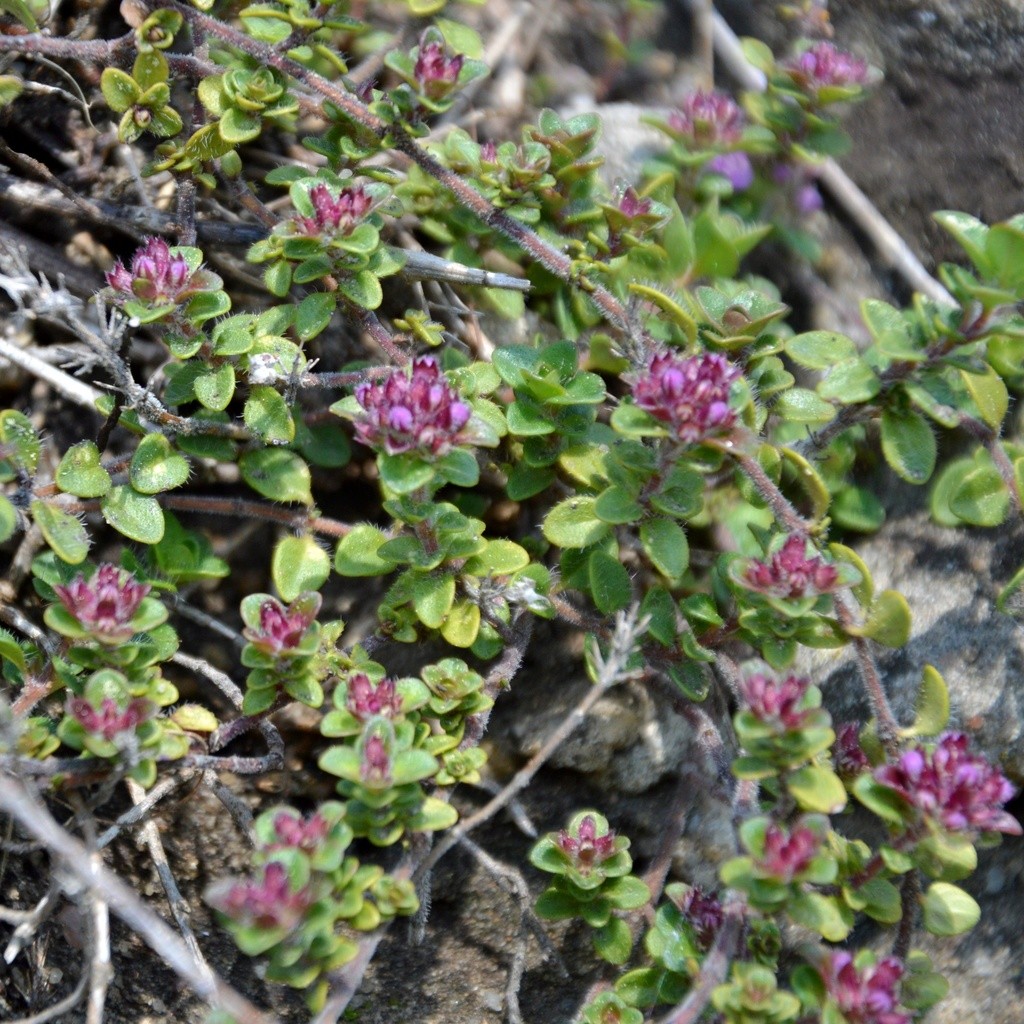 Frühblühender Thymian (Thymus praecox) - PictureThis
