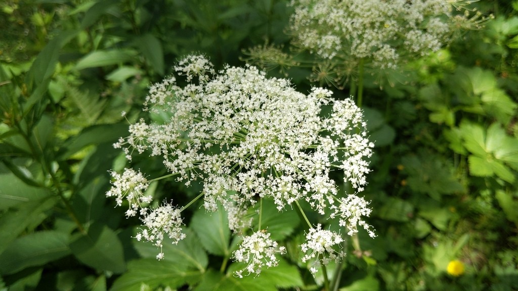 Meisterwurz (Imperatoria ostruthium) - PictureThis