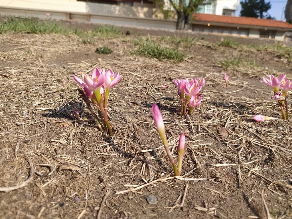 Mayito (Zephyranthes fosteri) - PictureThis