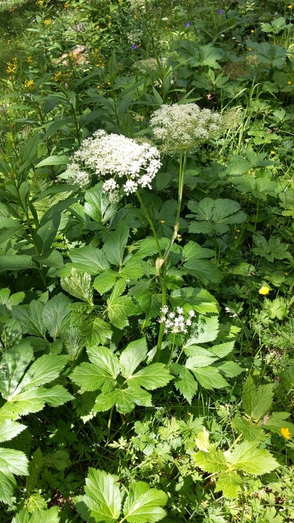 Imperatoria (Imperatoria ostruthium) - PictureThis