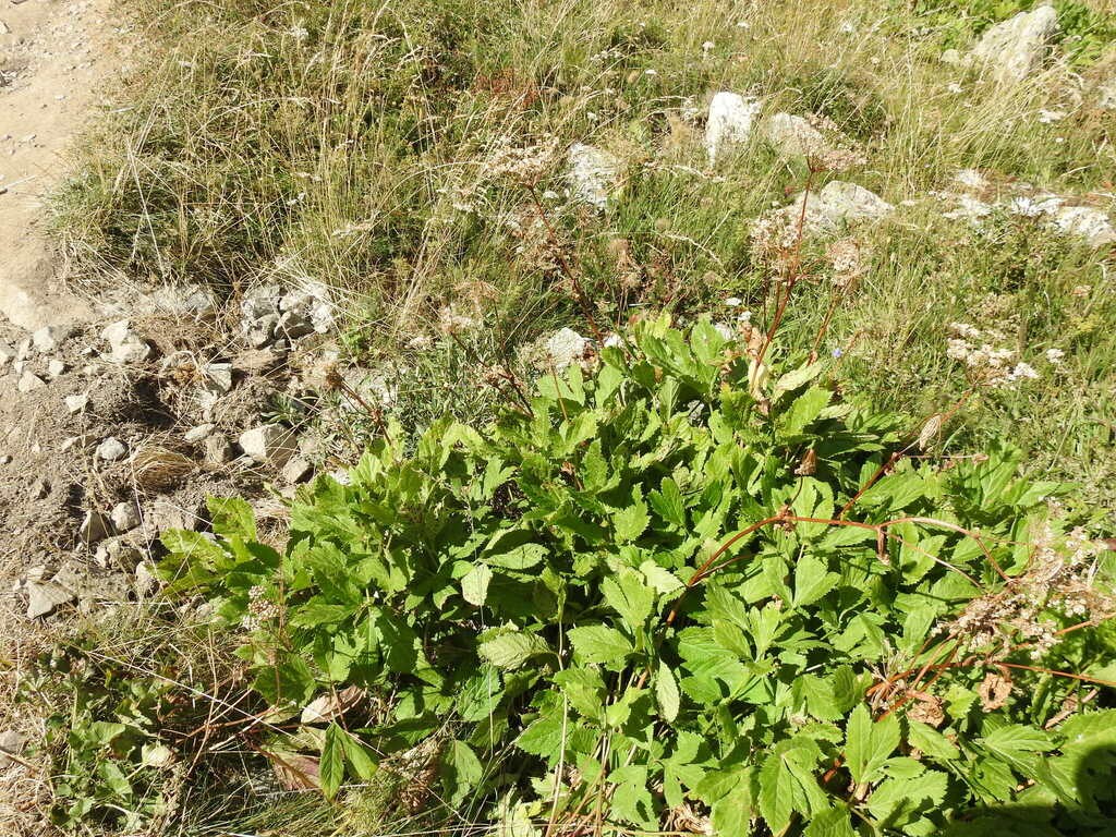 Imperatoria (Imperatoria ostruthium) - PictureThis
