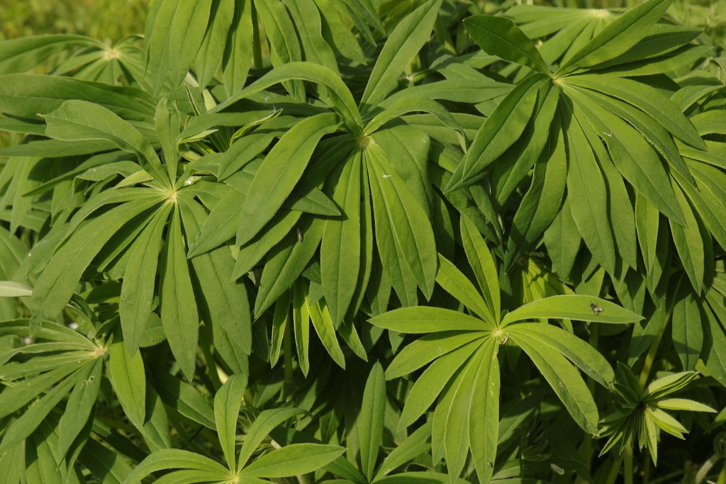 Lupinus regalis - PictureThis