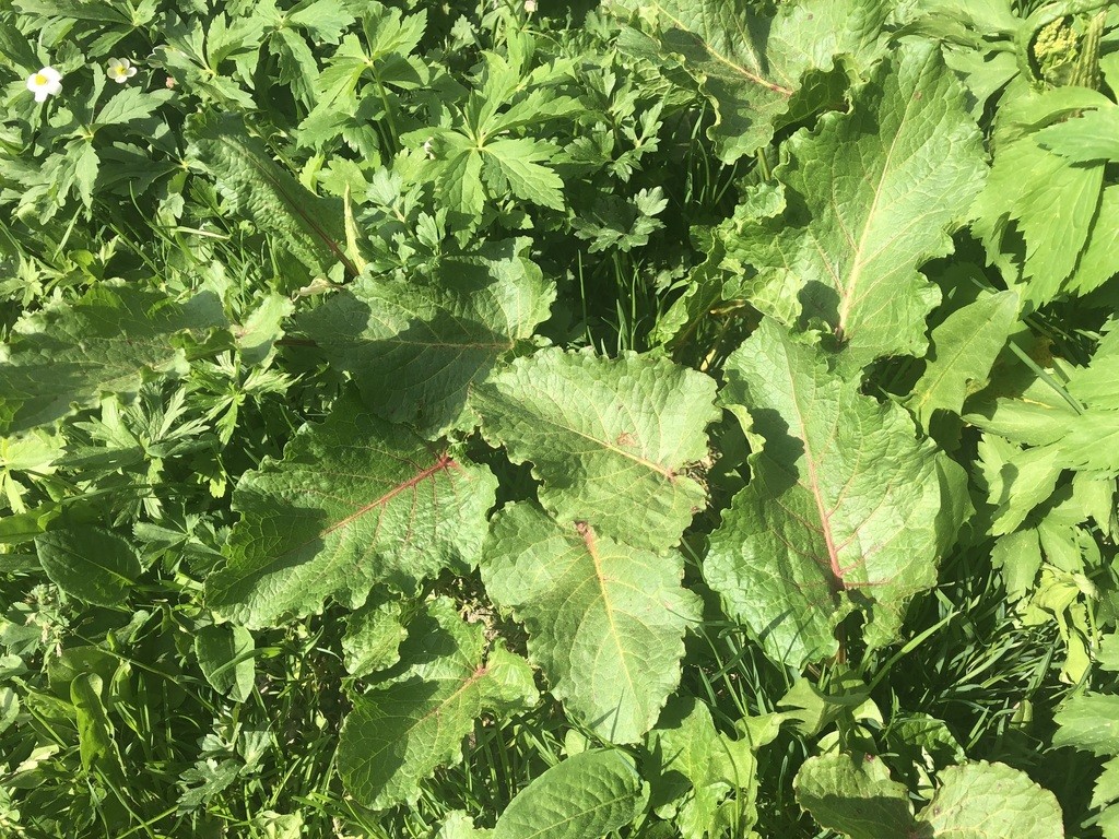 Romaza alpina (Rumex alpinus) - PictureThis