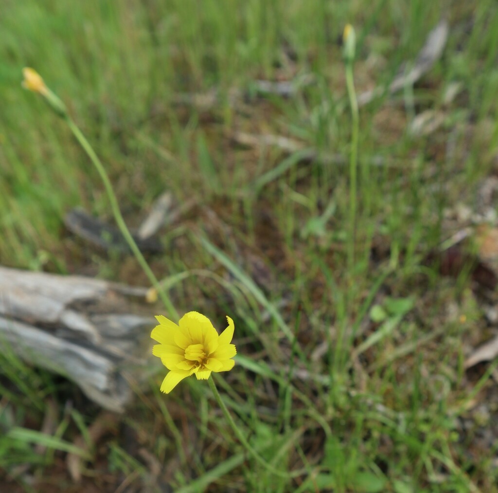 Microseris lanceolata - PictureThis