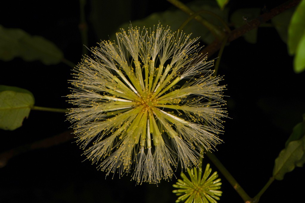 Cojoba Flower, Leaf, Care, Uses - PictureThis