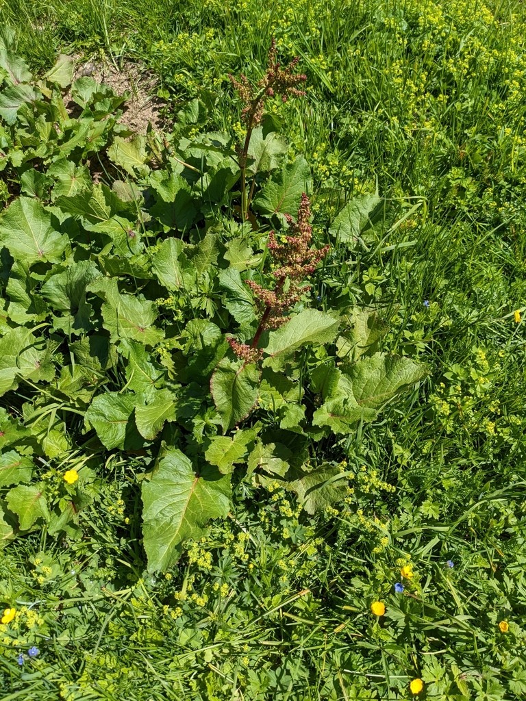 Romaza alpina (Rumex alpinus) - PictureThis