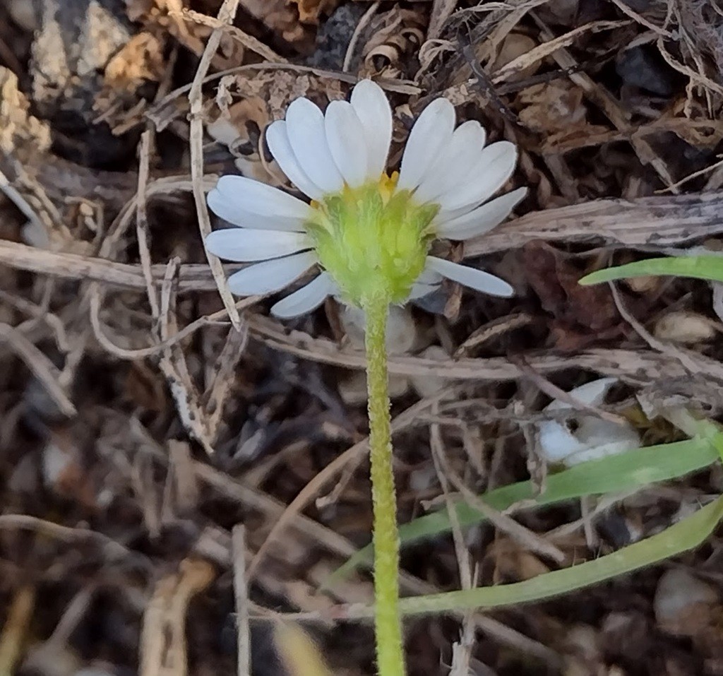 Pâquerette annuelle (Bellis annua) - PictureThis