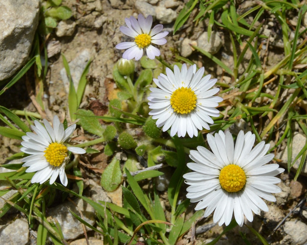 Pâquerette annuelle (Bellis annua) - PictureThis