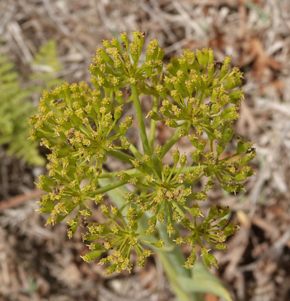 Cañaheja (Thapsia villosa) - PictureThis
