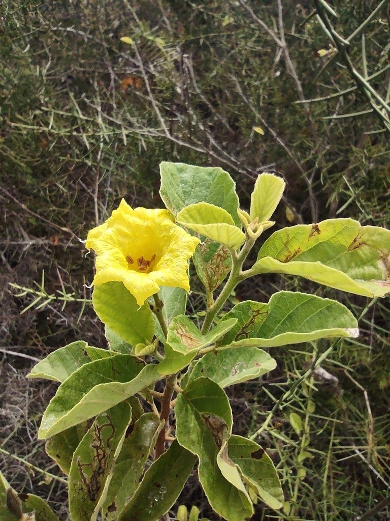 Flor de overo (Cordia lutea) - PictureThis