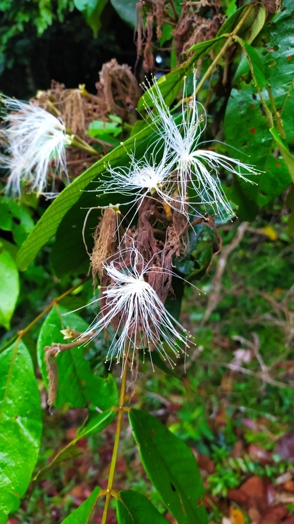 Inga Flower, Leaf, Care, Uses - PictureThis