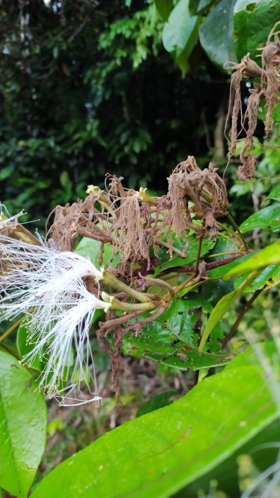 Inga Flower, Leaf, Care, Uses - PictureThis