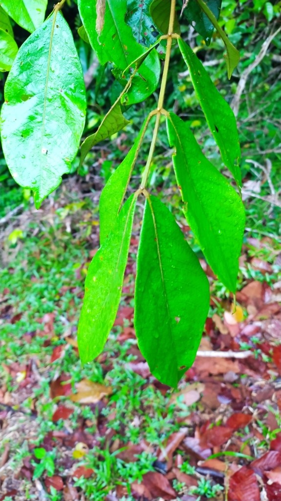 Inga Flower, Leaf, Care, Uses - PictureThis