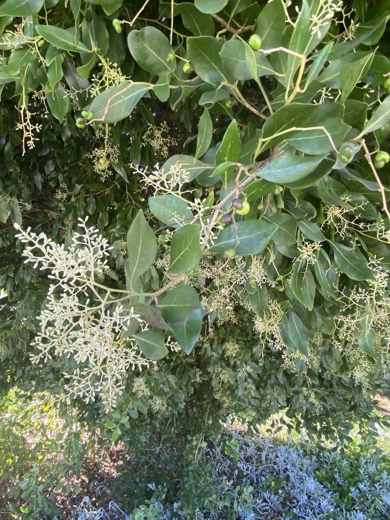 How to Plant and Grow White pear(Apodytes dimidiata)