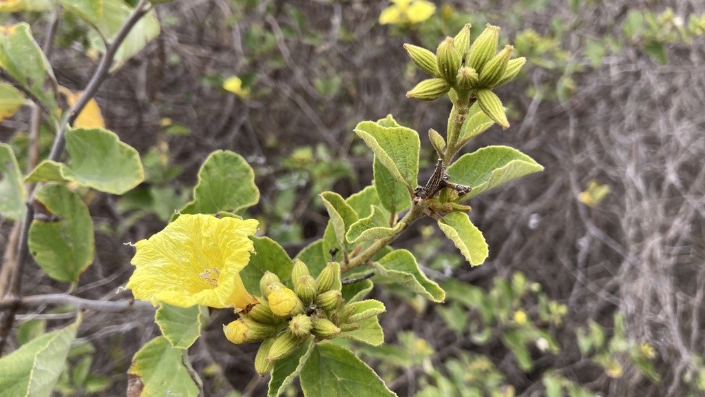Flor de overo (Cordia lutea) - PictureThis