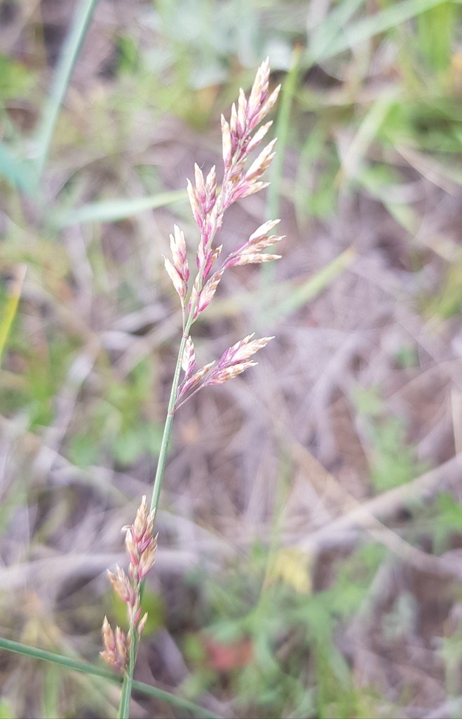 Redtop (Agrostis gigantea) Flower, Leaf, Care, Uses - PictureThis