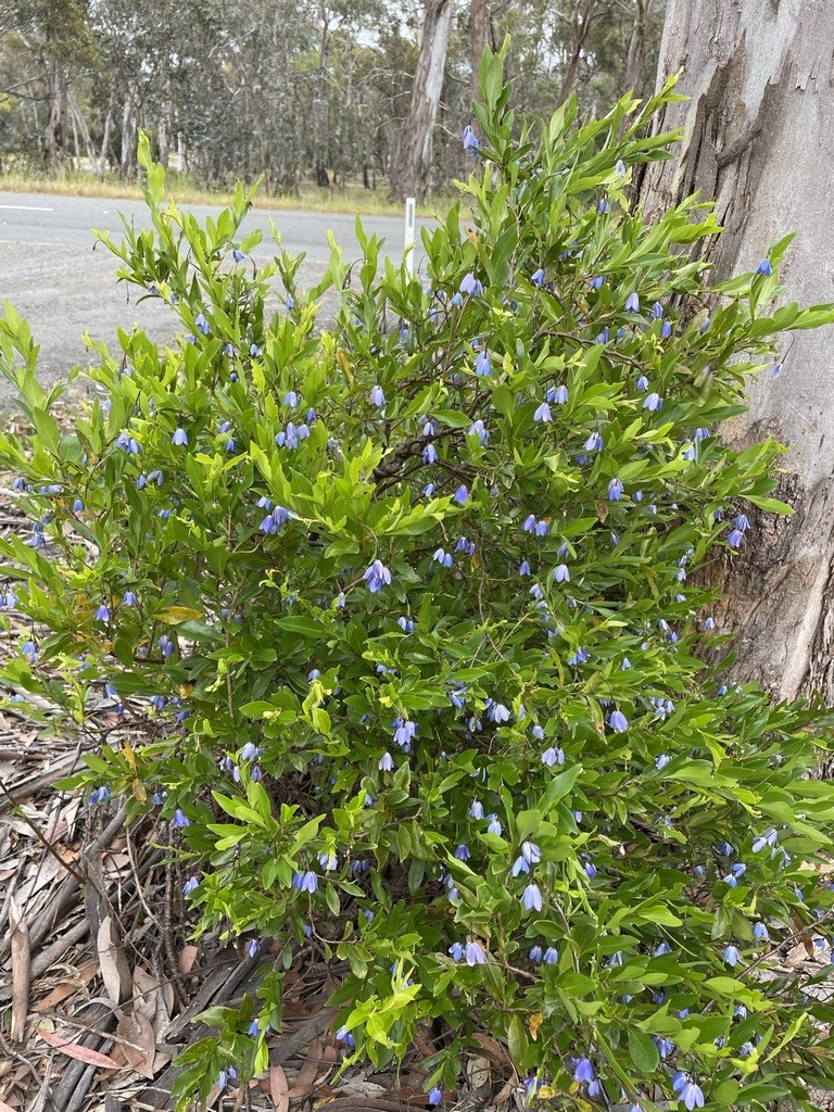 Blue bell creeper Care (Watering, Fertilize, Pruning, Propagation ...