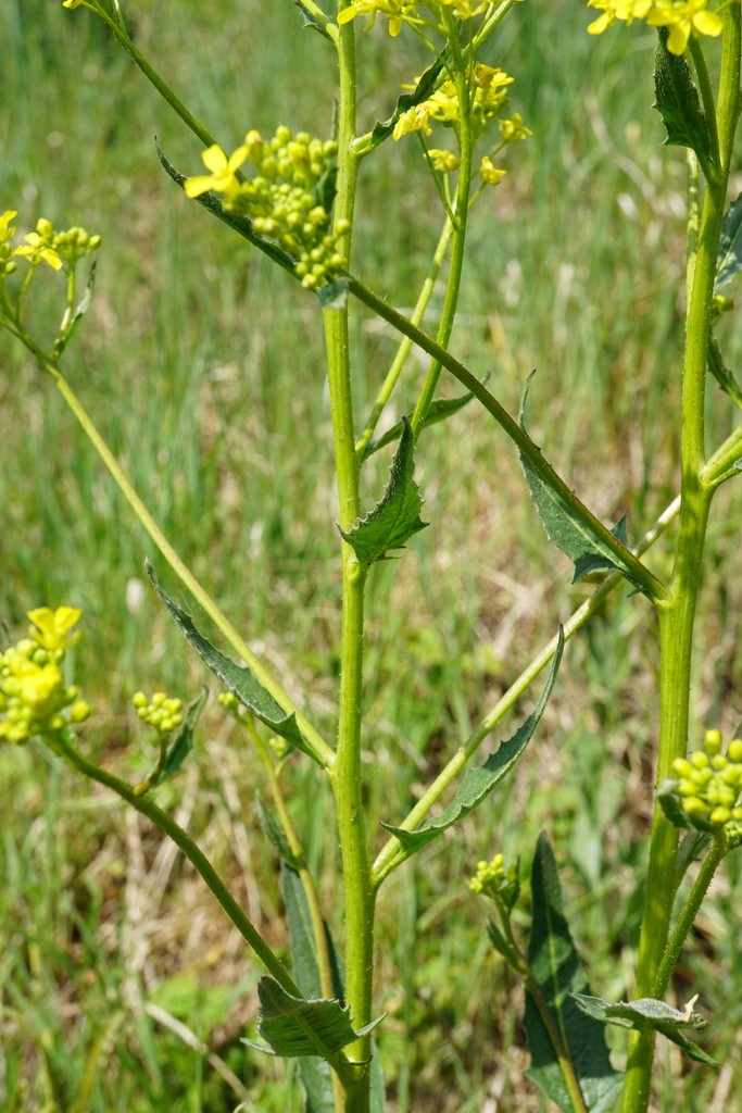 Bunia oriental (Bunias orientalis) - PictureThis
