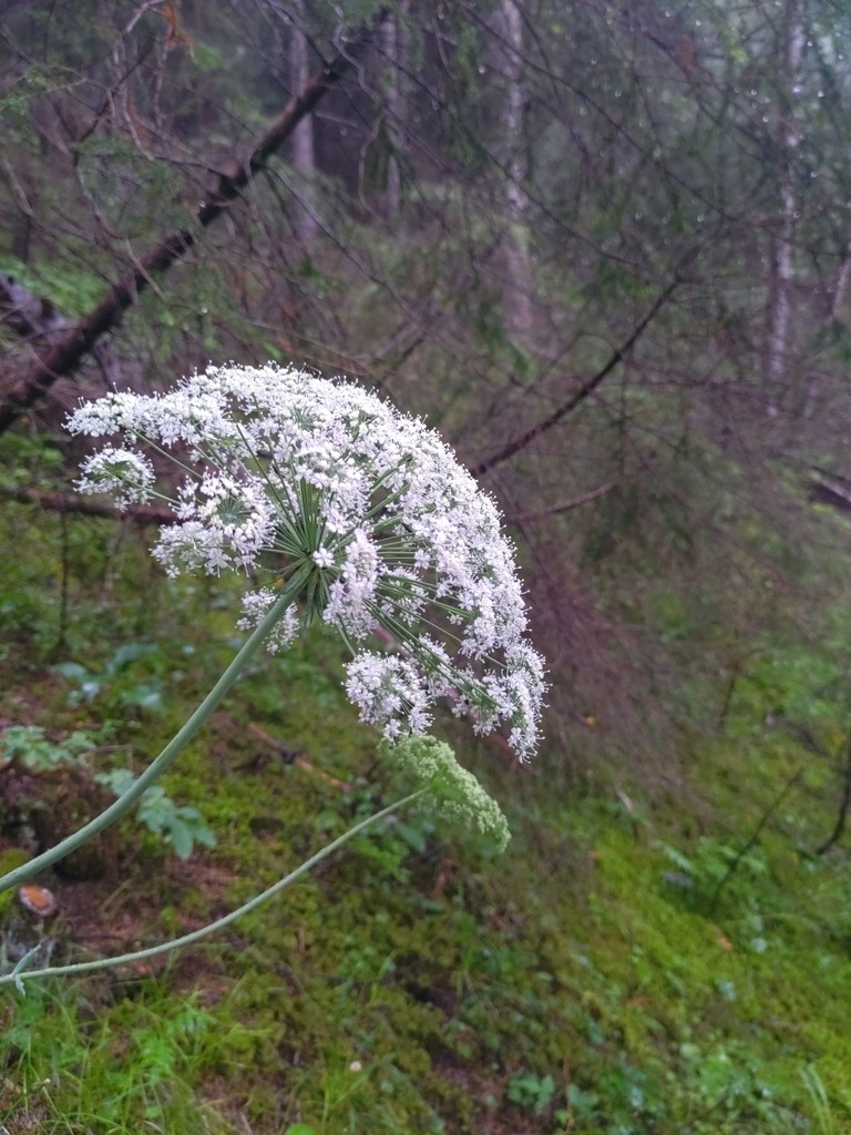 Comino negro (Laserpitium latifolium) - PictureThis