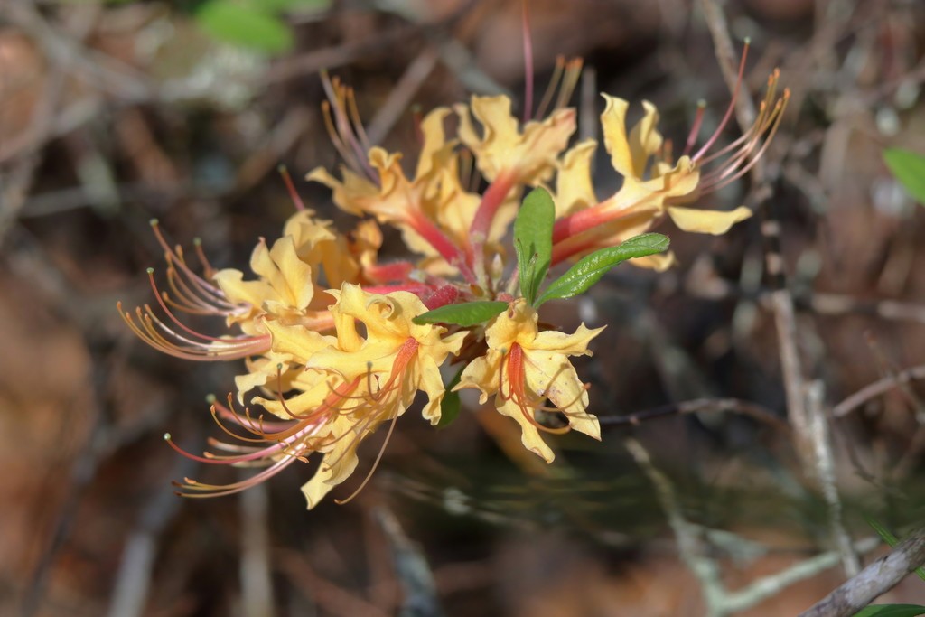 Orange azalea (Rhododendron austrinum) Flower, Leaf, Care, Uses ...