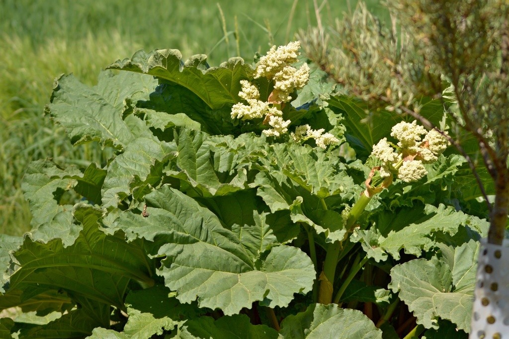 Ruibarbo (Rheum rhabarbarum) - PictureThis
