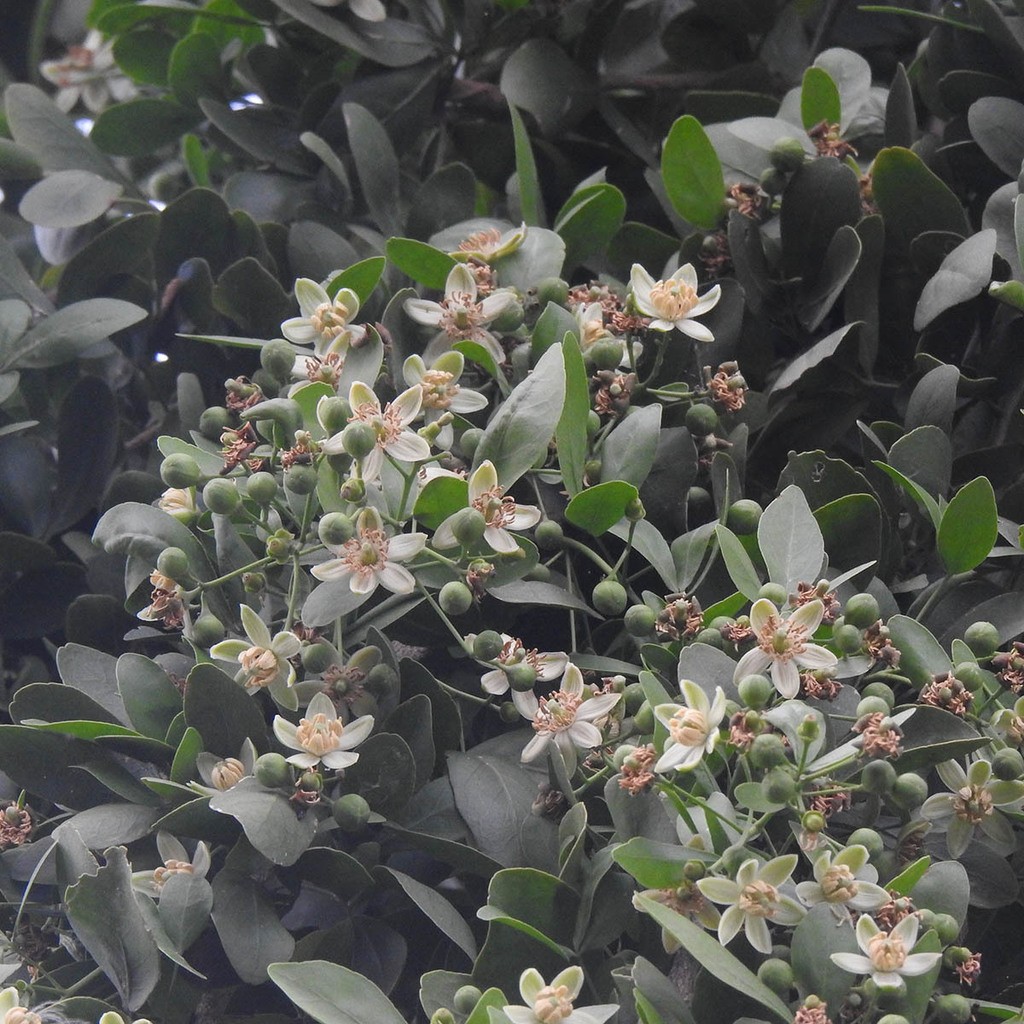 How to Plant and Grow Bael fruit(Aegle marmelos)