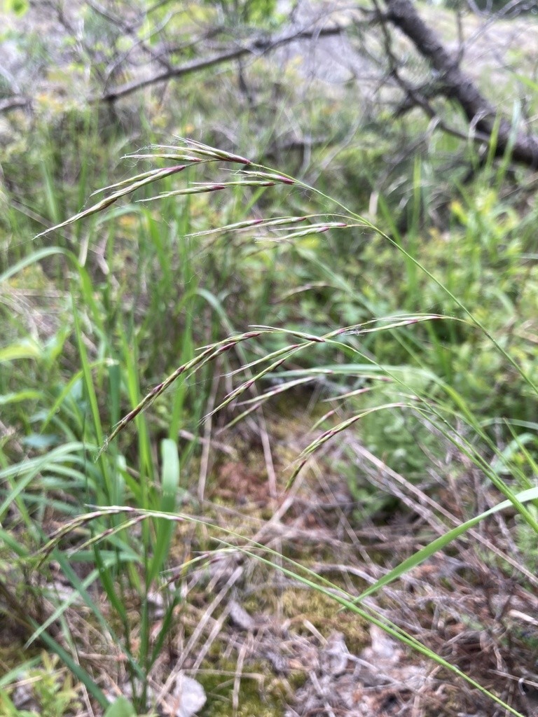 False melic (Schizachne purpurascens) Flower, Leaf, Care, Uses ...