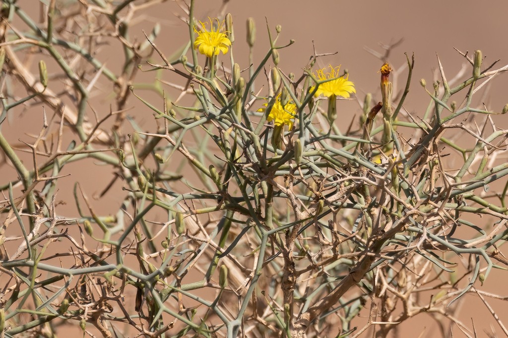 Aulaga (Launaea arborescens) - PictureThis