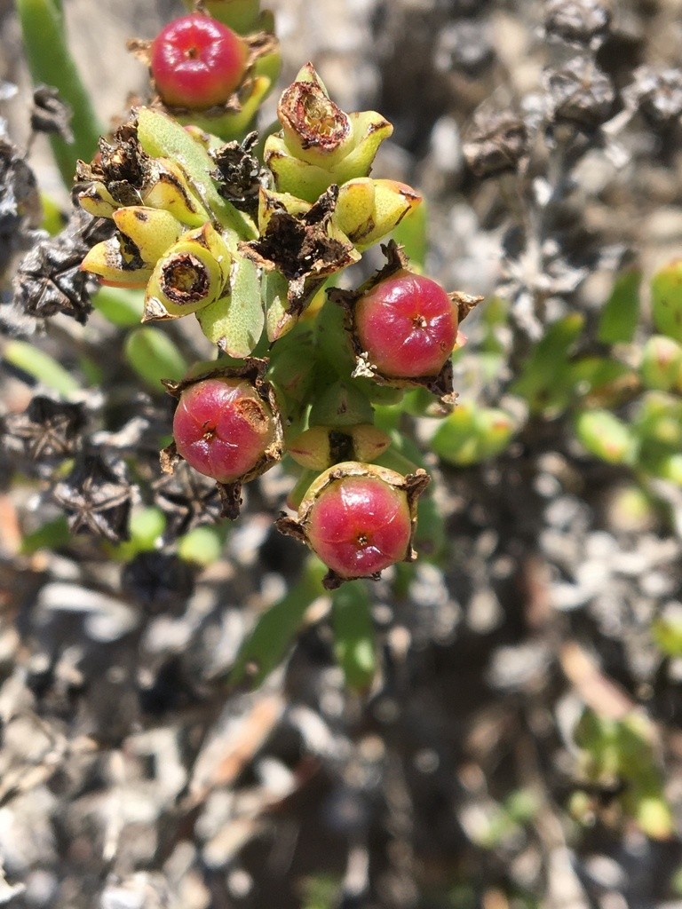 Fig-marigold (Aizoaceae) Flower, Leaf, Care, Uses - PictureThis