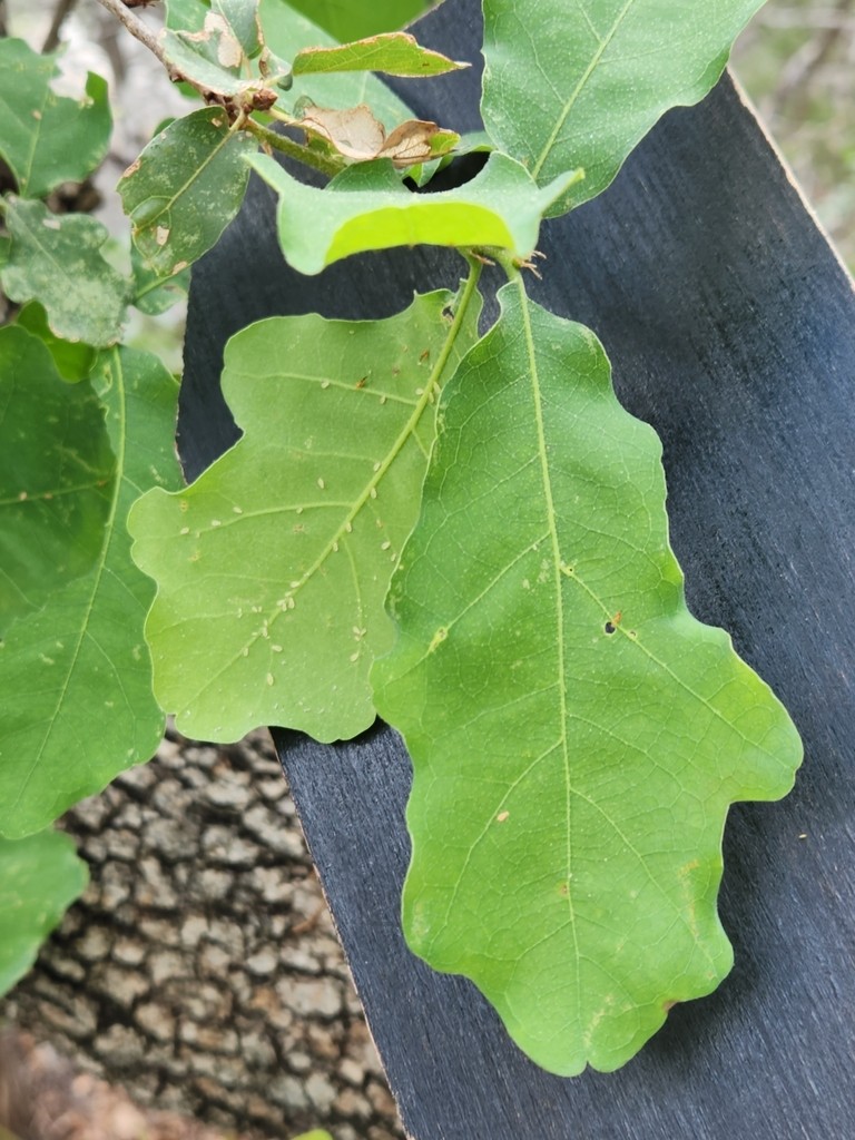 Encino azul (Quercus laceyi) - PictureThis