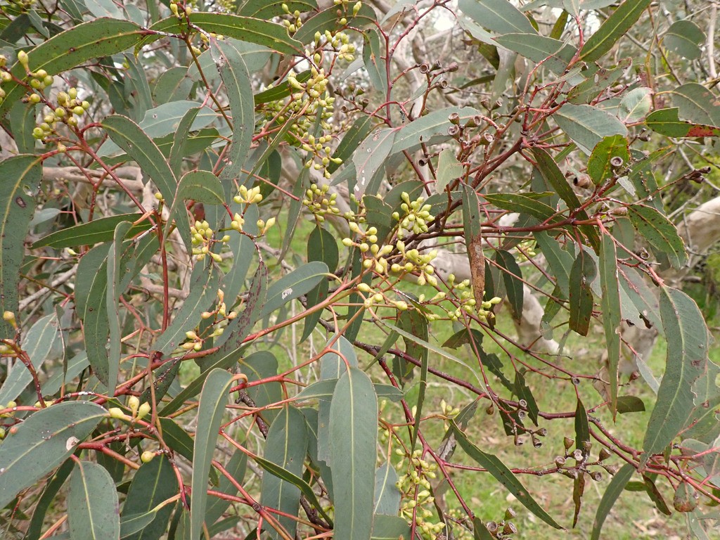 Eucalyptus fasciculosa 일상보호(키우기, 가지치기, 파종) - PictureThis