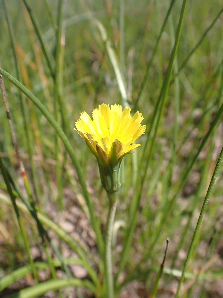 Microseris scapigera - PictureThis