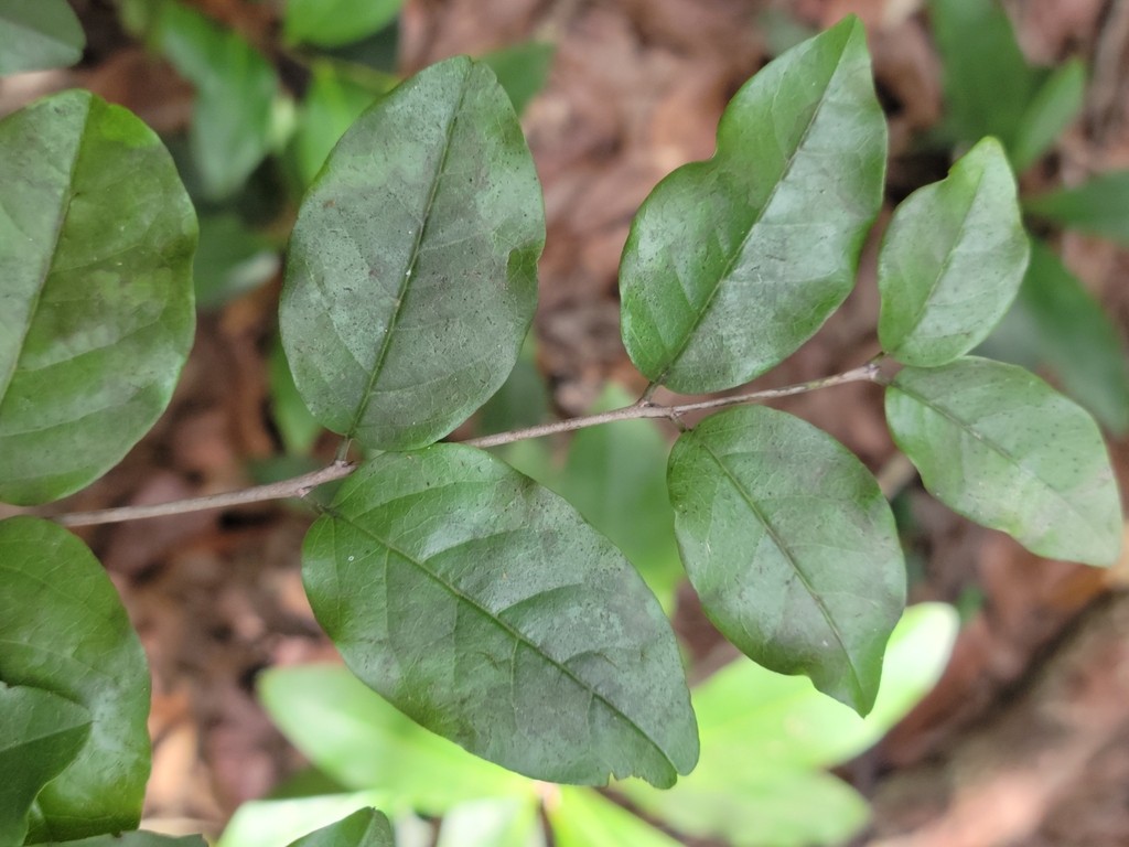 How to Plant and Grow Black ironwood(Krugiodendron ferreum)