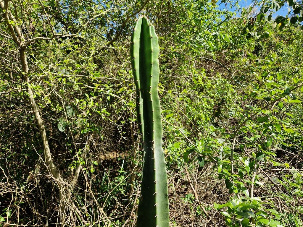 Ucle (Cereus stenogonus) - PictureThis