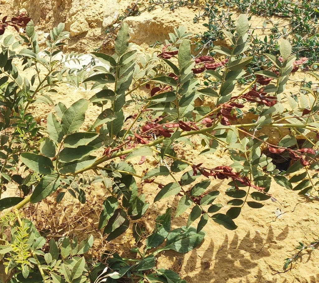 Regaliz (Glycyrrhiza glabra) - PictureThis