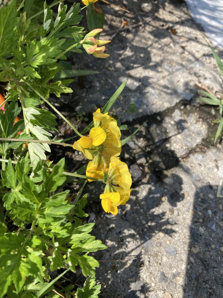 Lotier (Lotus) - PictureThis