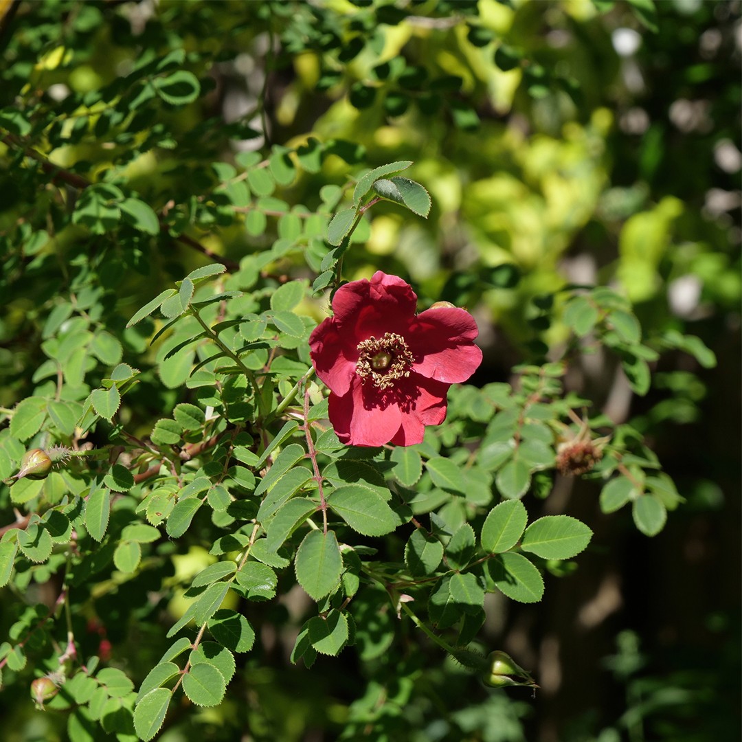 Moyes rose (Rosa moyesii) Flower, Leaf, Care, Uses - PictureThis