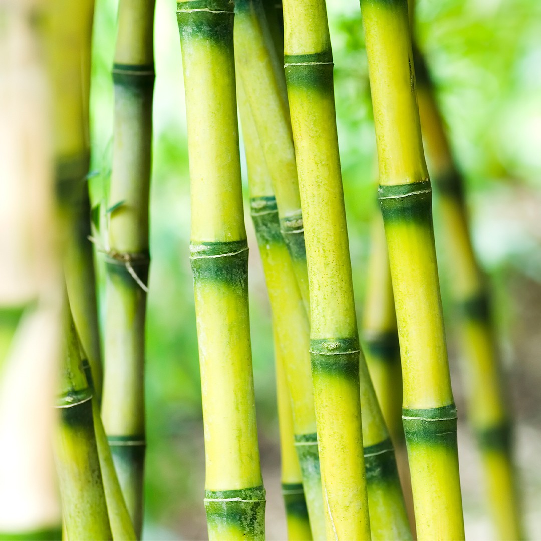 Chusquea bamboo (Chusquea) Flower, Leaf, Care, Uses - PictureThis