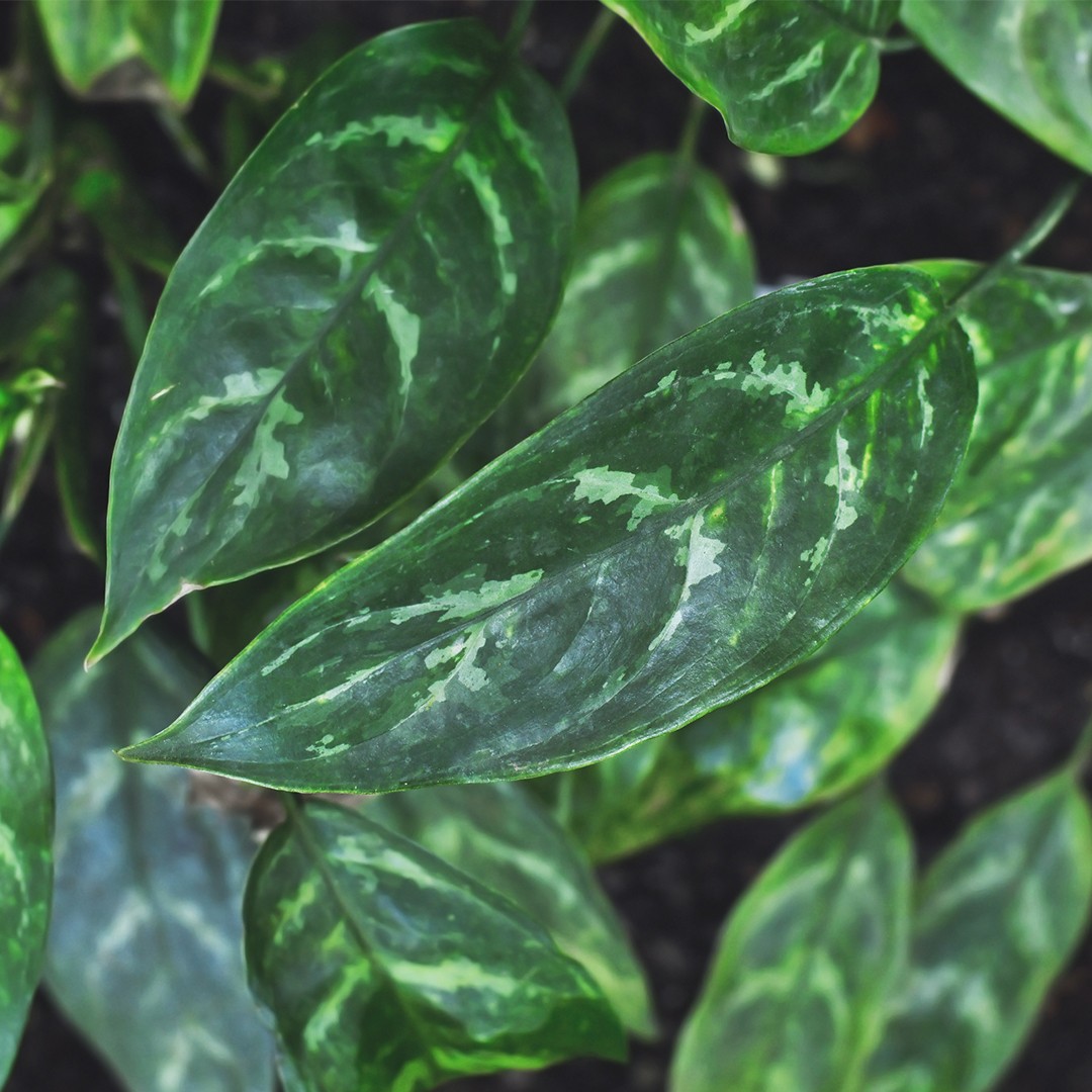 Chinese evergreens Care (Watering, Fertilize, Pruning, Propagation ...