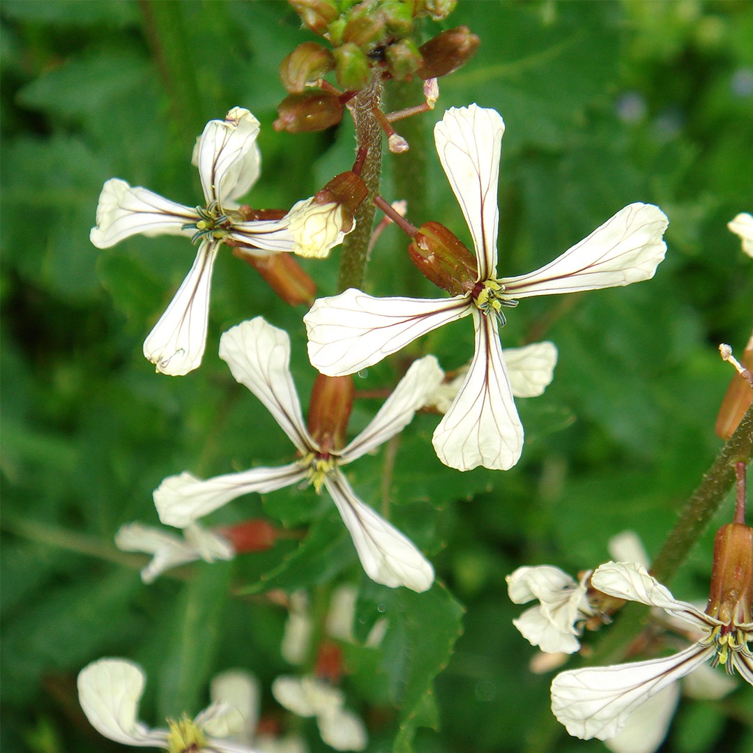 Arugula Care (Watering, Fertilize, Pruning, Propagation) - PictureThis