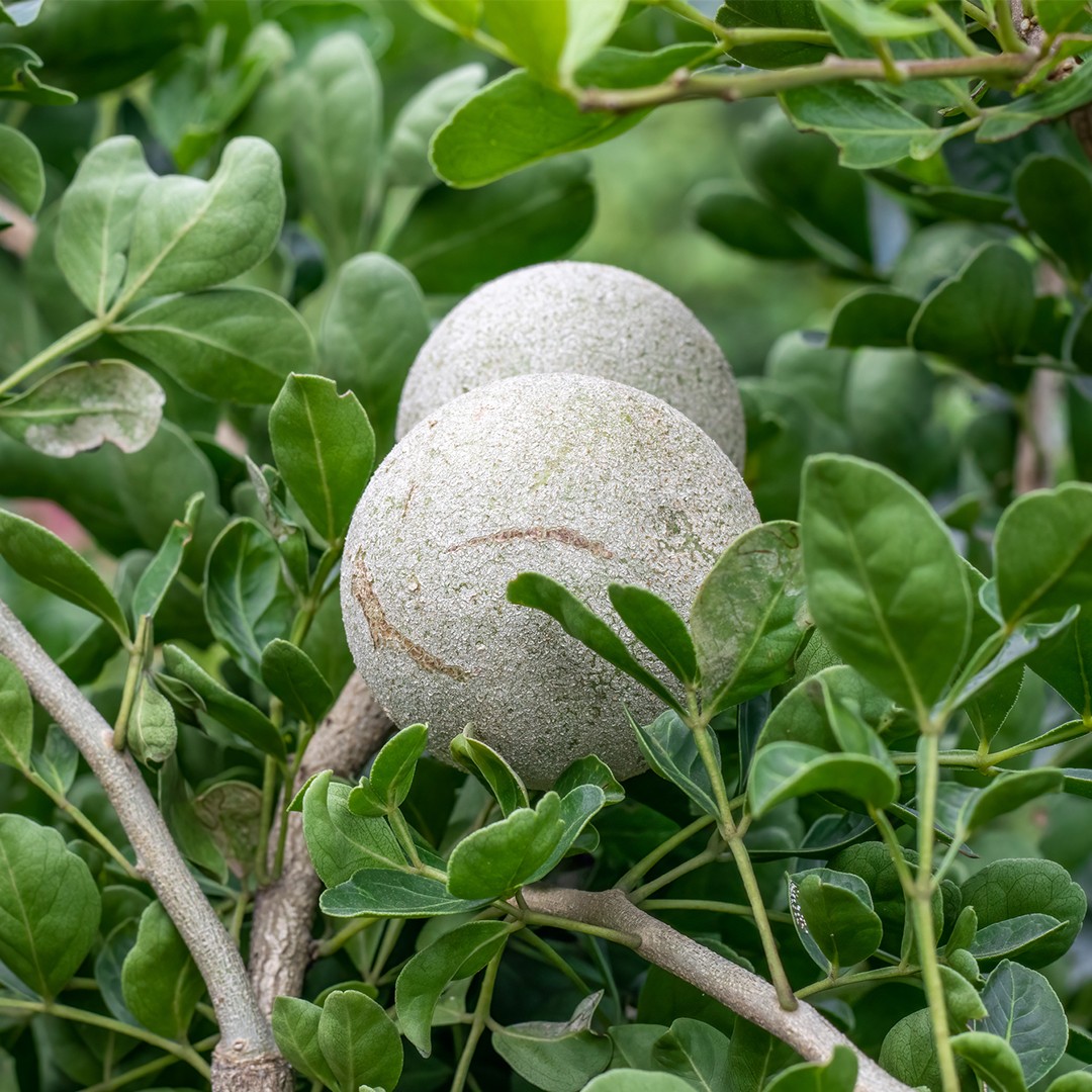 Limonia Flower, Leaf, Care, Uses - PictureThis