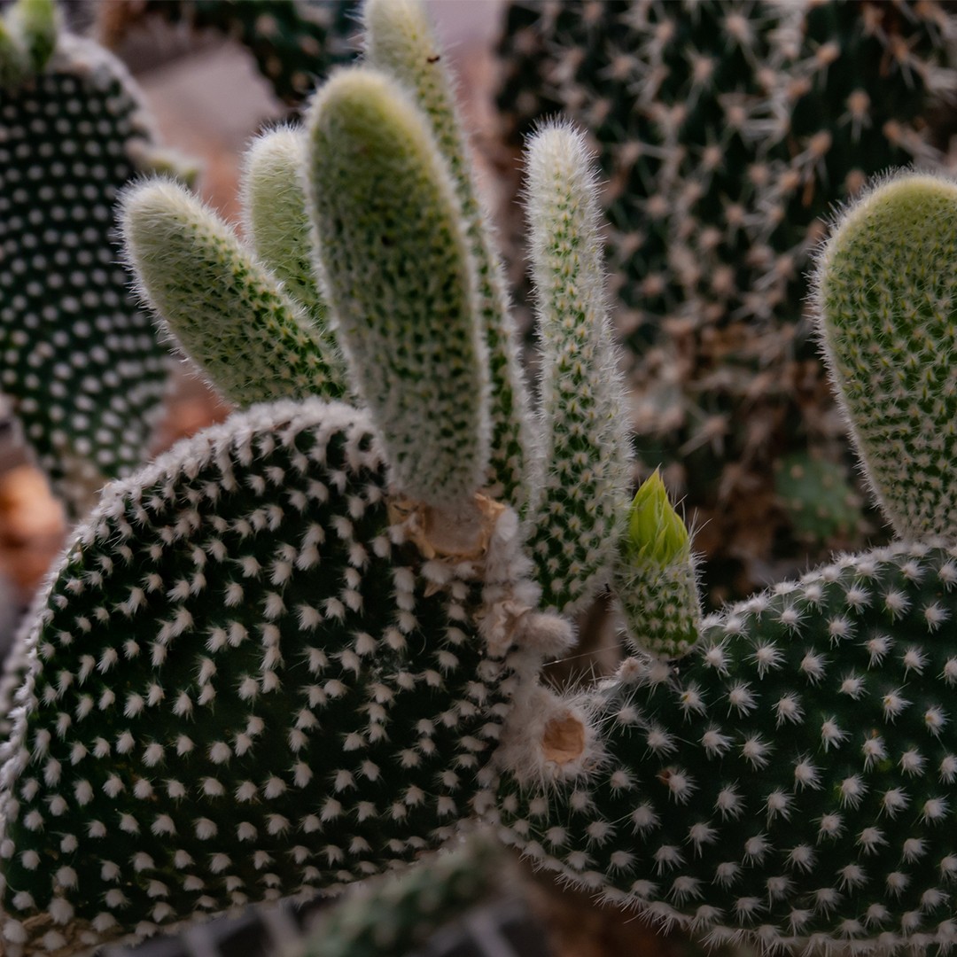 Opuntia microdasys 'Albata' - PictureThis