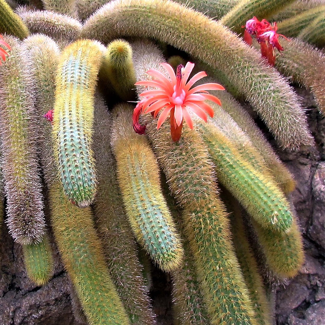 Cleistocactus winteri - PictureThis
