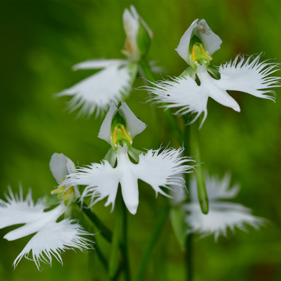 Pecteilis Flower, Leaf, Care, Uses - PictureThis